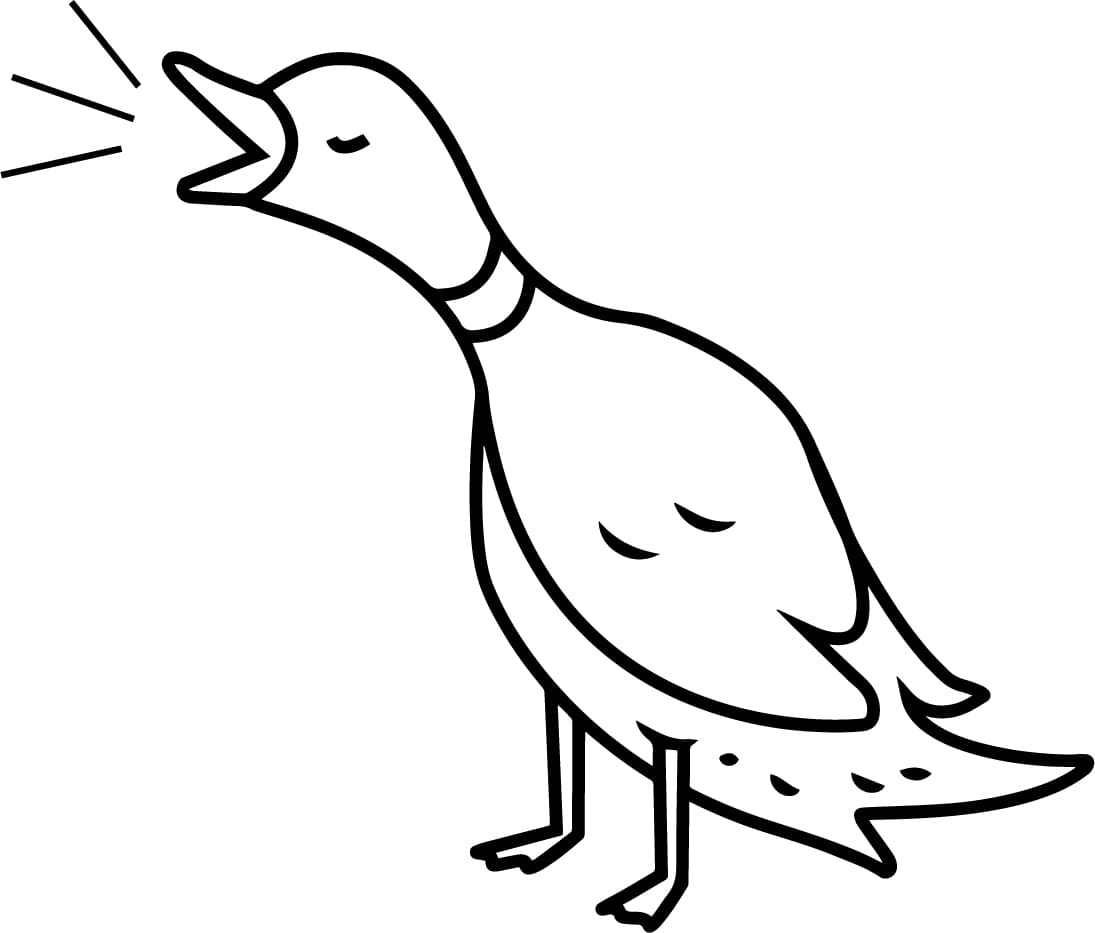 Shows – Duck Club Presents